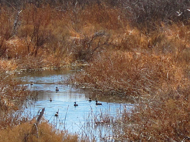 Comanche Springs — 4 March 2022 – Wanderers in Wonder